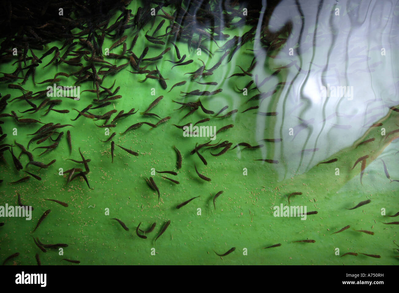 TROUT HATCHLINGS ON A FISH FARM UK Stock Photo - Alamy