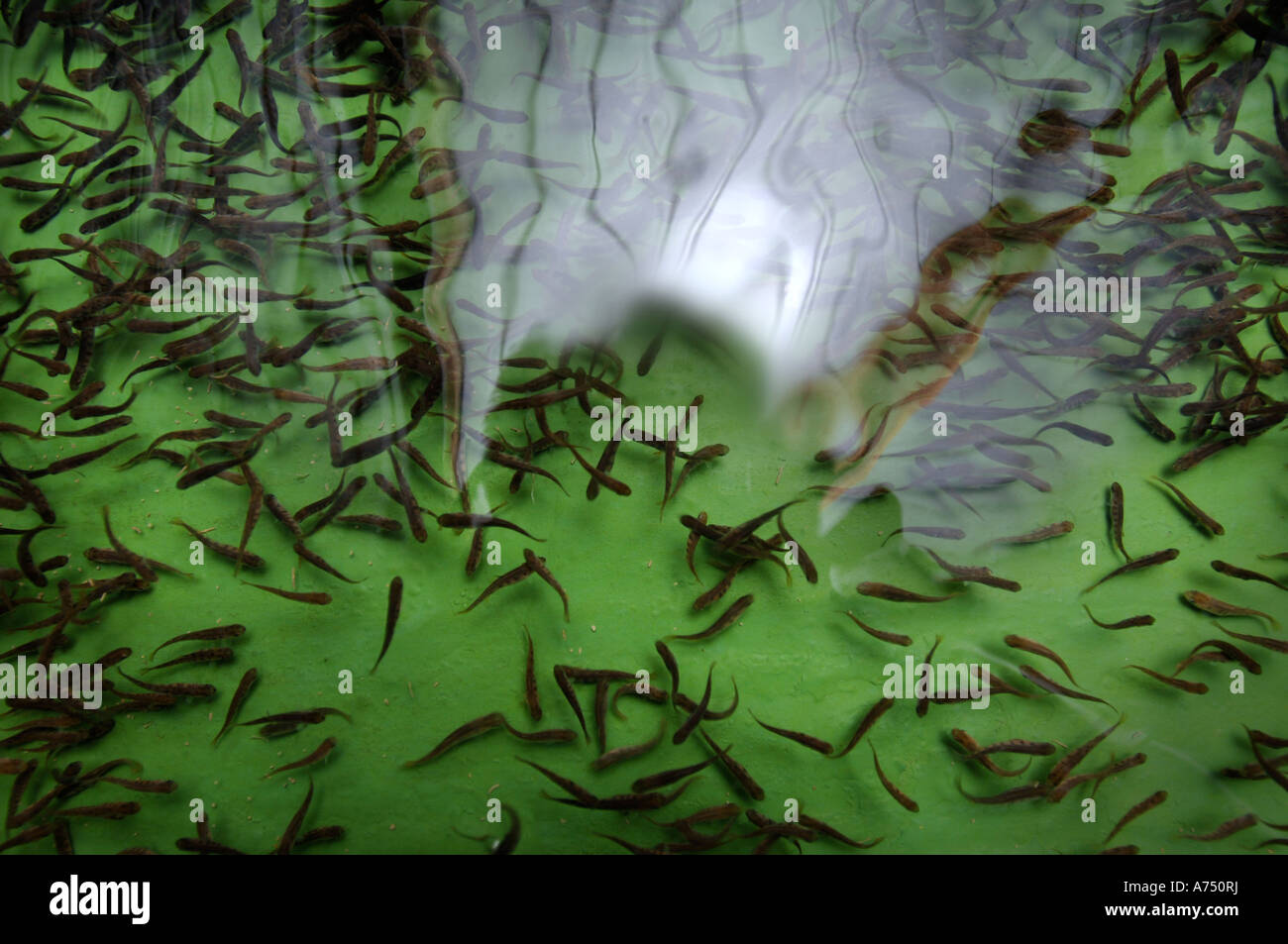 Hatchlings hi-res stock photography and images - Alamy