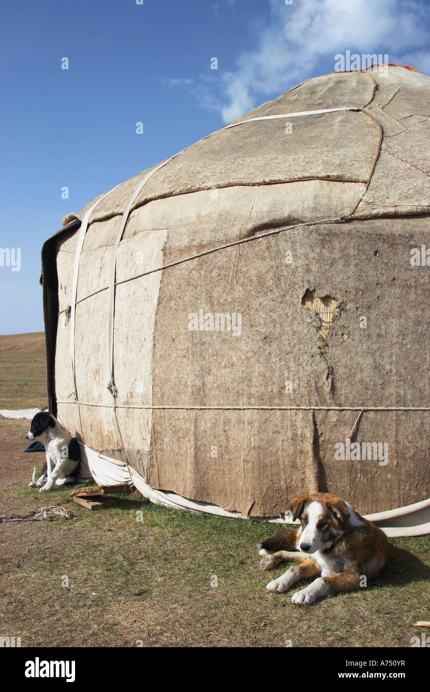 Dogs Sitting Outside Yurt Stock Photo - Alamy