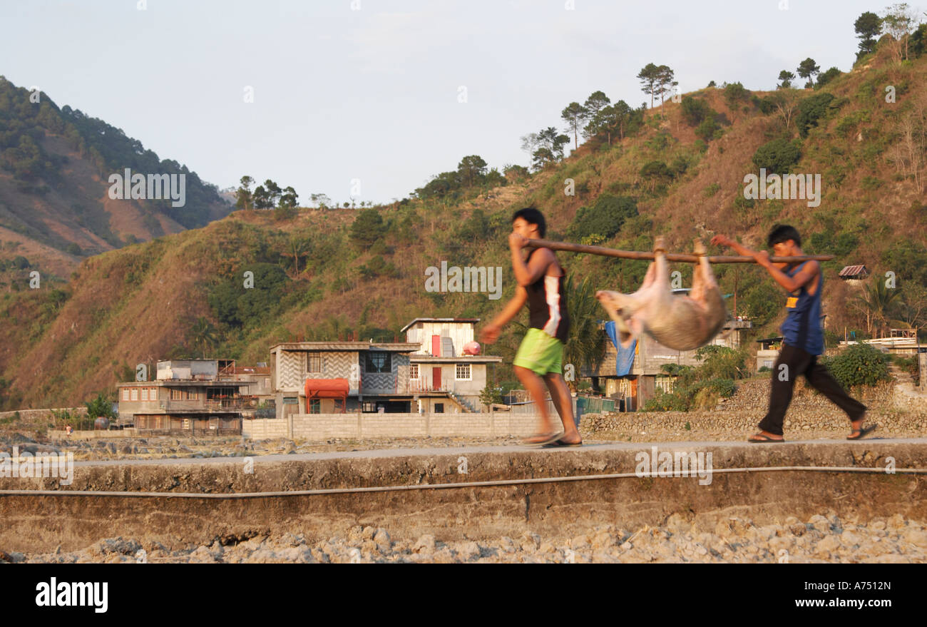 Man carrying pig hi-res stock photography and images - Alamy