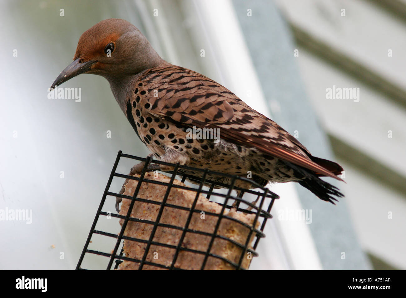 Northern Flicker eating Suet on House Feeder Stock Photo - Alamy