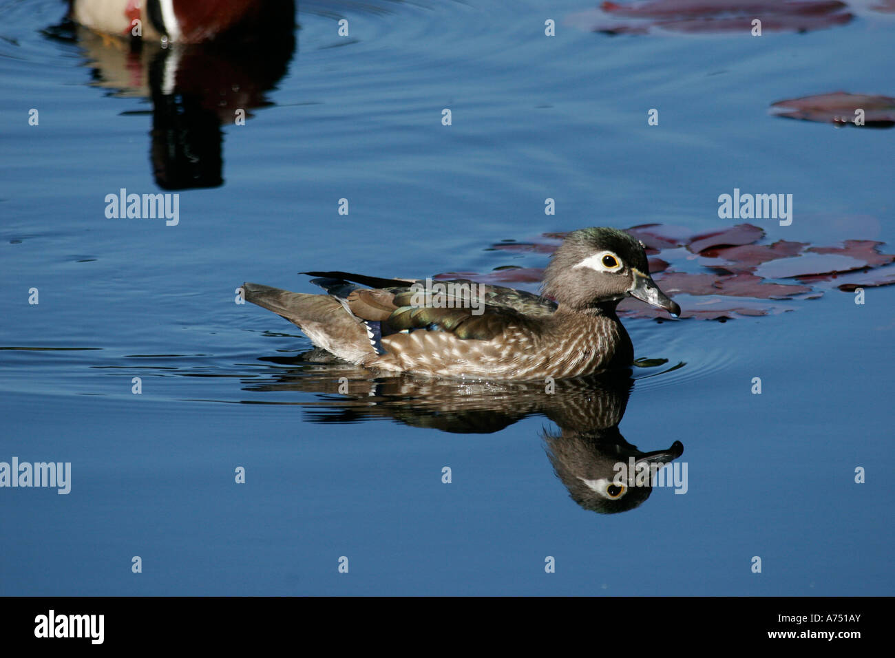 Beaver lake stanley park hi-res stock photography and images - Alamy