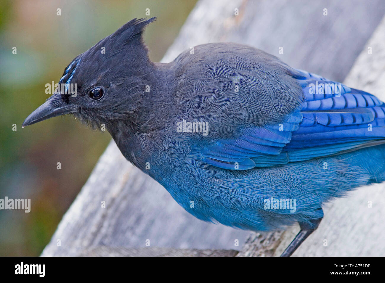 Stellers Jay Close up Stock Photo - Alamy