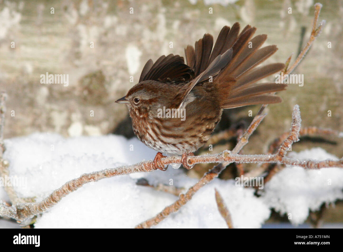 Song Sparrow taking off flight Stock Photo - Alamy