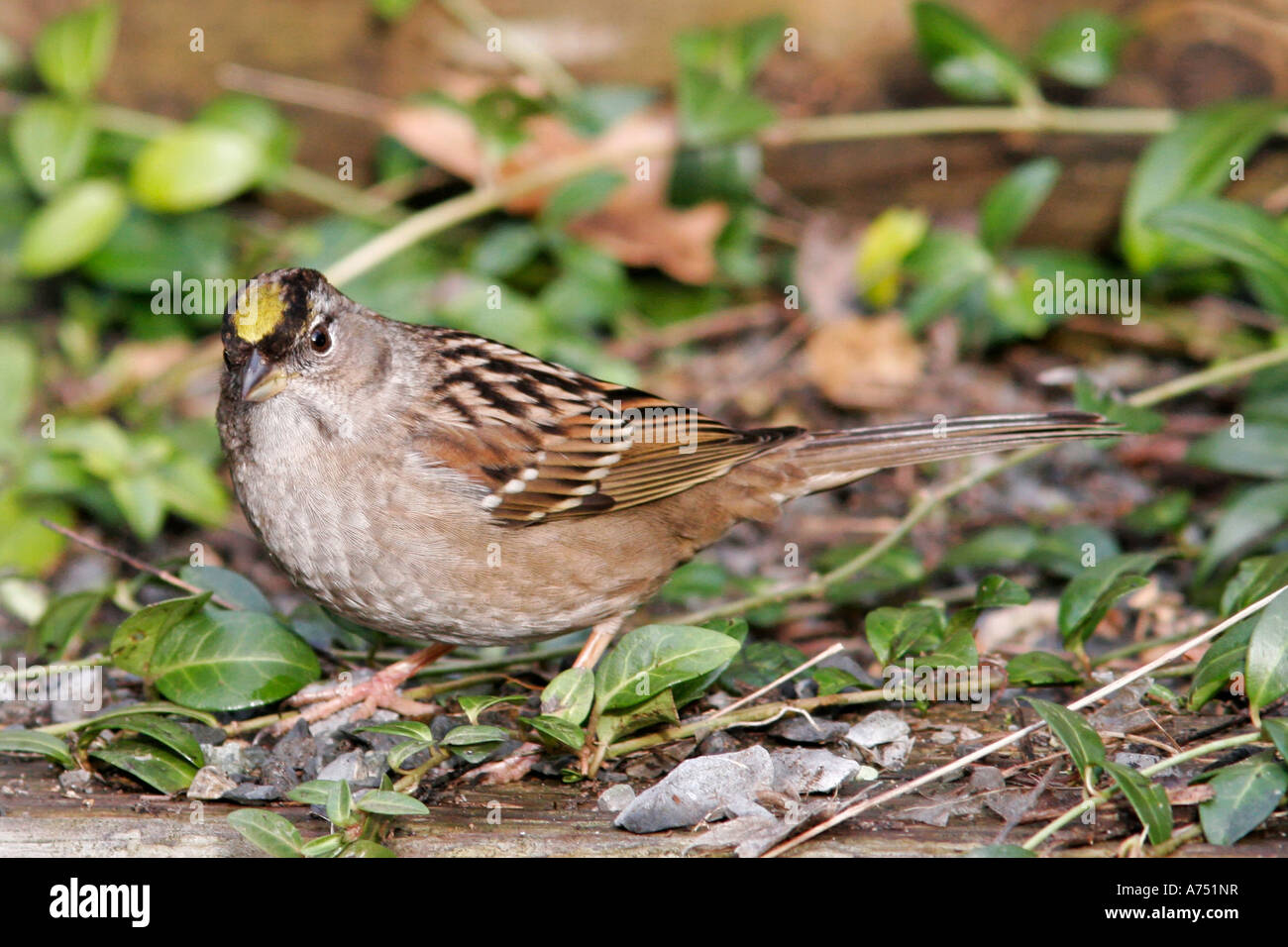 Golden Crowned Sparrow Stock Photo - Alamy