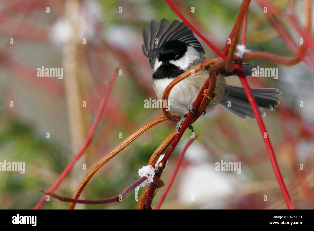 Black Capped Chickadee spreading wings Stock Photo - Alamy