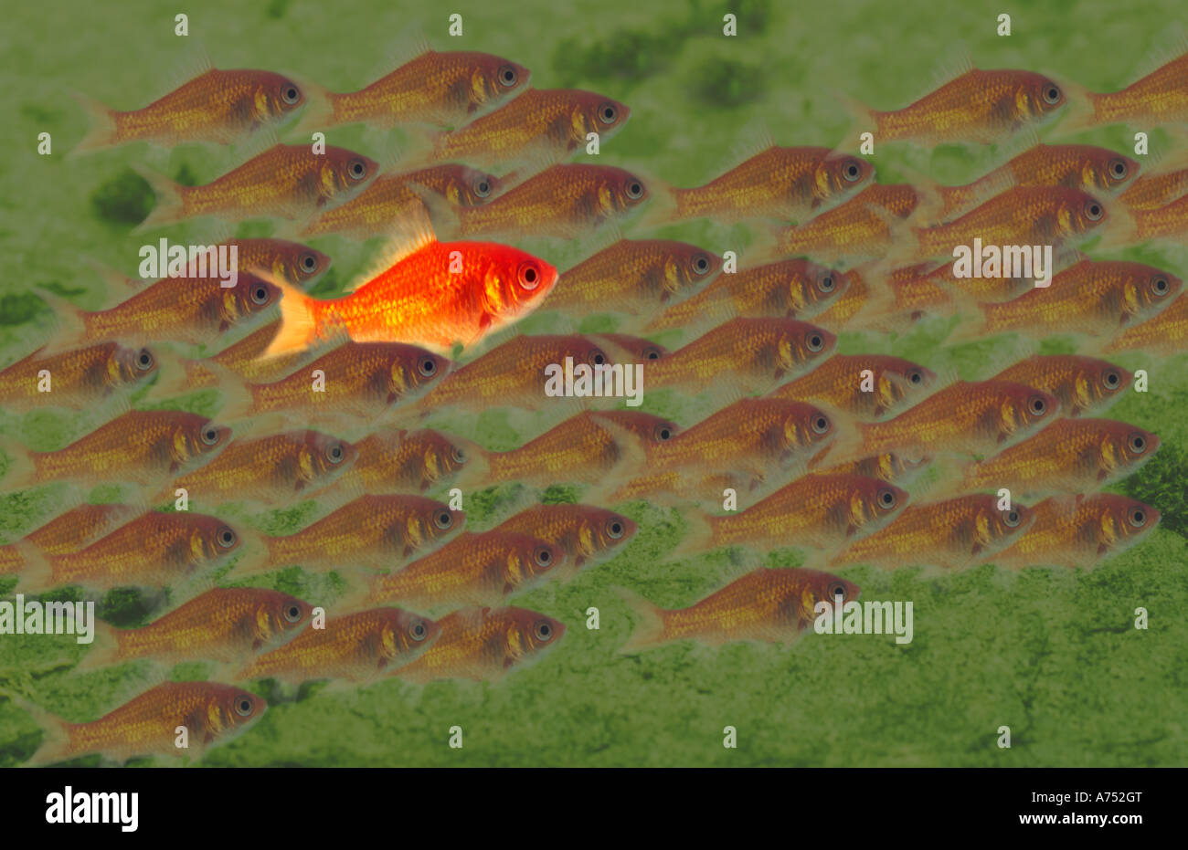 Odd one out Stock Photo - Alamy