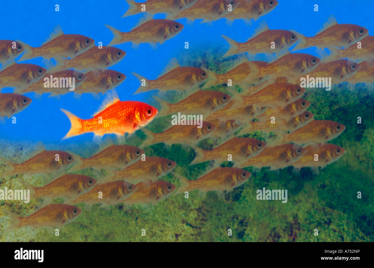 Odd one out Stock Photo - Alamy