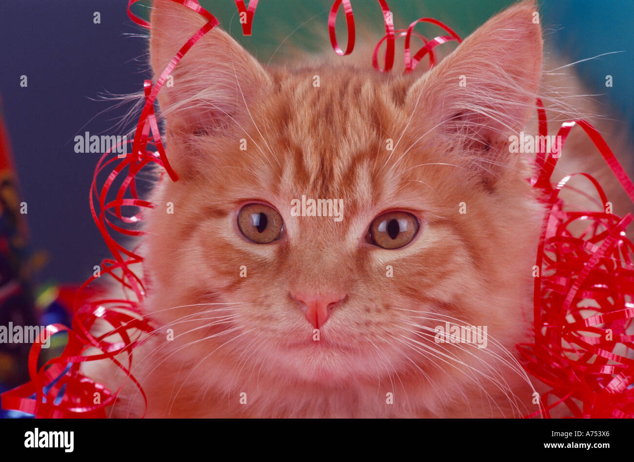 kitten orange domestic party theme celebration PR CL Stock Photo - Alamy