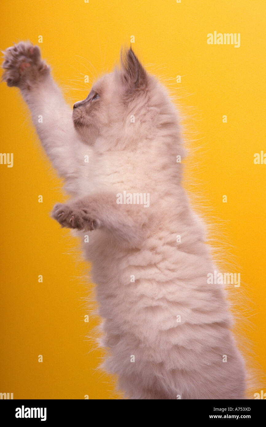 Kitten paw in the air hi-res stock photography and images - Alamy