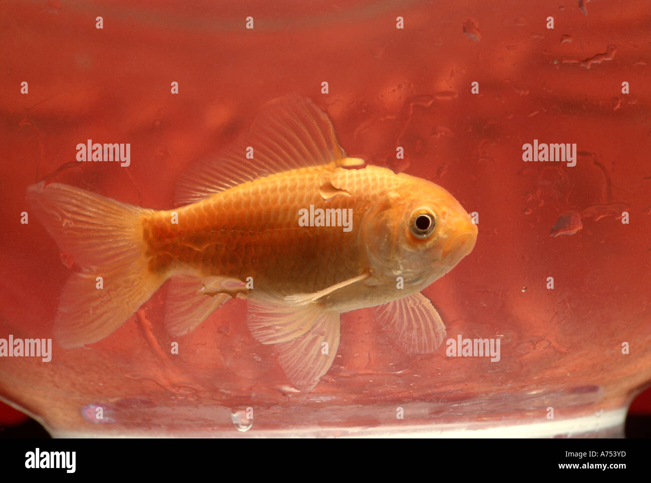 Gold fish swimming inside fish tank hi-res stock photography and images ...
