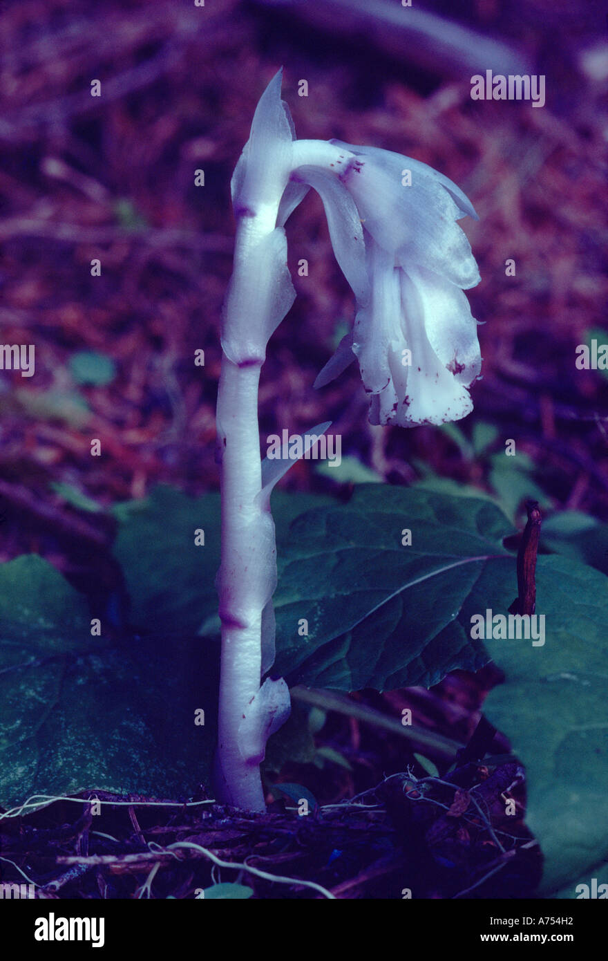 Stock photo wildflower wildflower Indian Pipe Monotropa uniflora ...