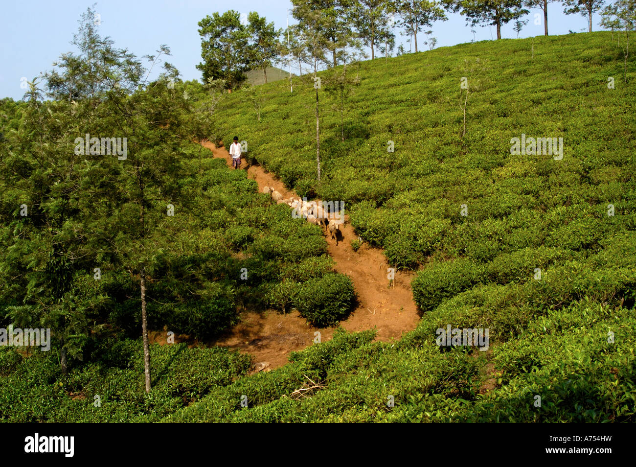 TEA AND HILLS OF VAGAMON, IDUKKI DIST Stock Photo - Alamy