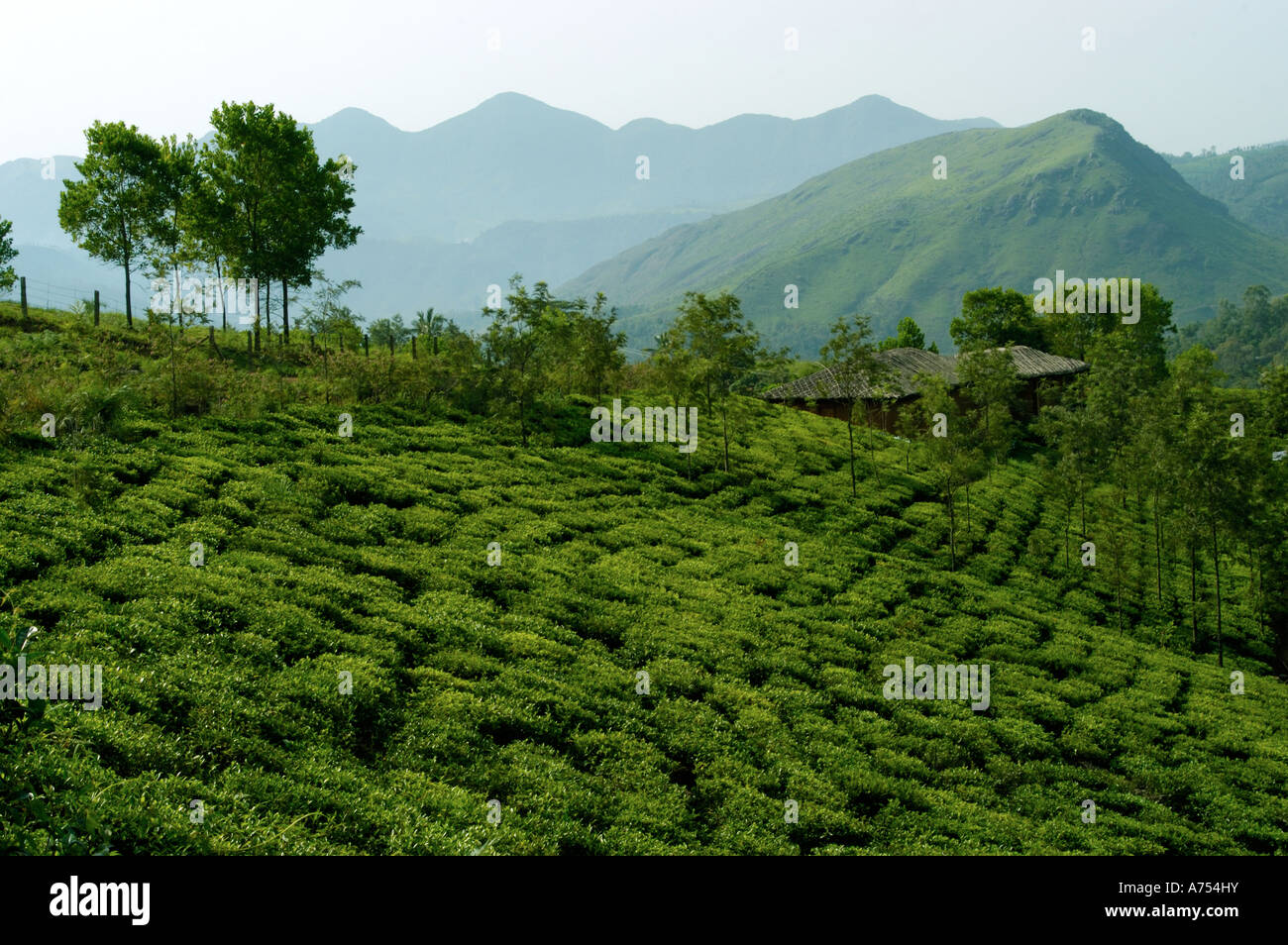 TEA AND HILLS OF VAGAMON, IDUKKI DIST Stock Photo - Alamy