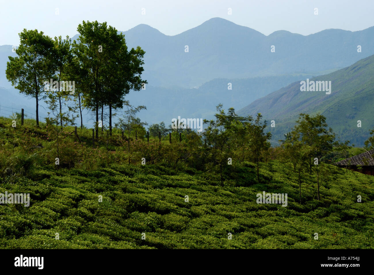 Tea plantation vagamon hi-res stock photography and images - Alamy