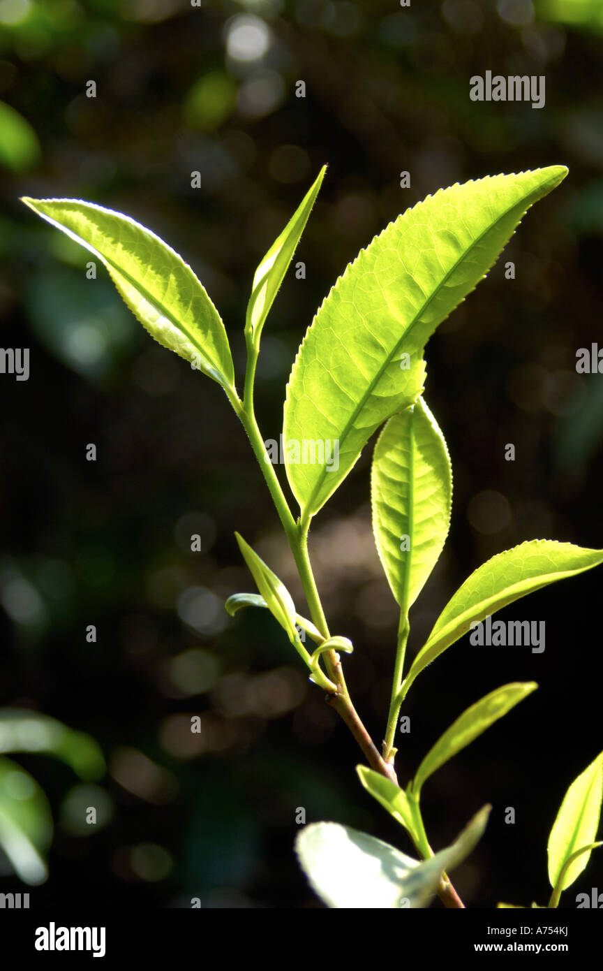 TEA OF VAGAMON, IDUKKI DIST Stock Photo - Alamy