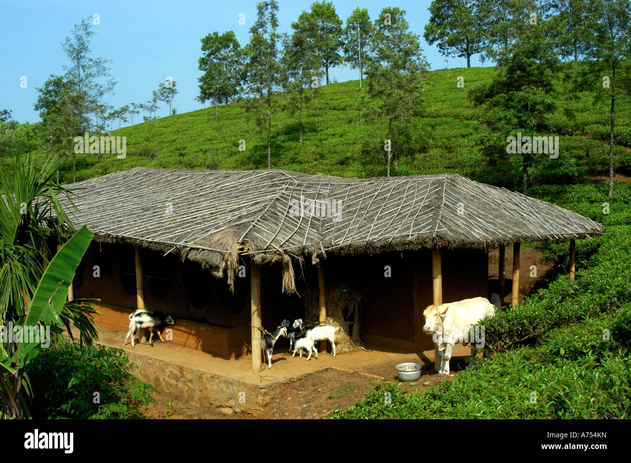 Tea plantation vagamon hi-res stock photography and images - Alamy