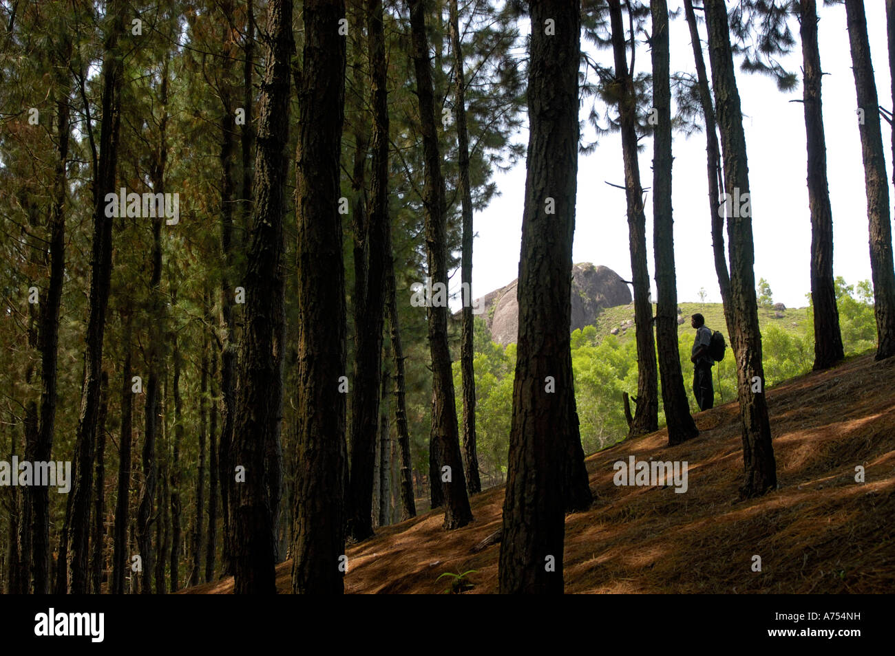 Western ghats pine forest hi-res stock photography and images - Alamy