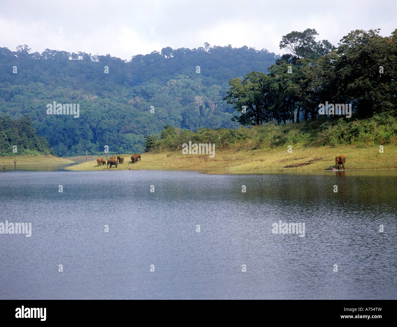 PERIYAR TIGER RESERVE THEKKADY KERALA Stock Photo - Alamy