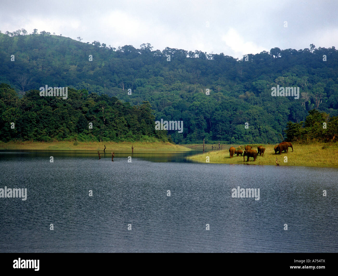 PERIYAR TIGER RESERVE THEKKADY KERALA Stock Photo - Alamy