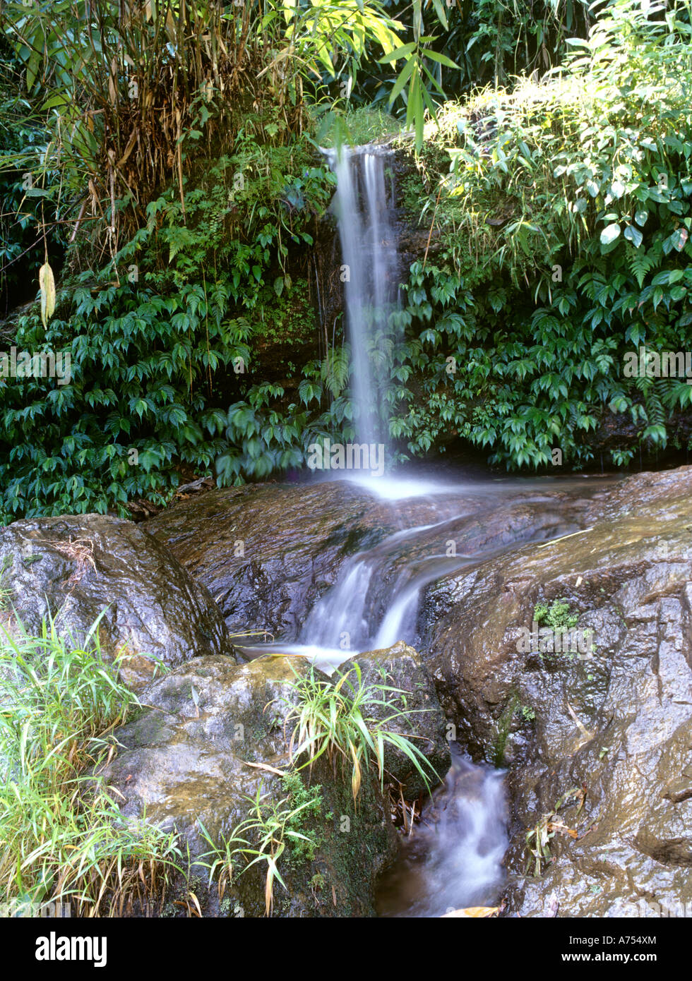 A JUNGLE STREAM IN MUNNAR KERALA Stock Photo - Alamy