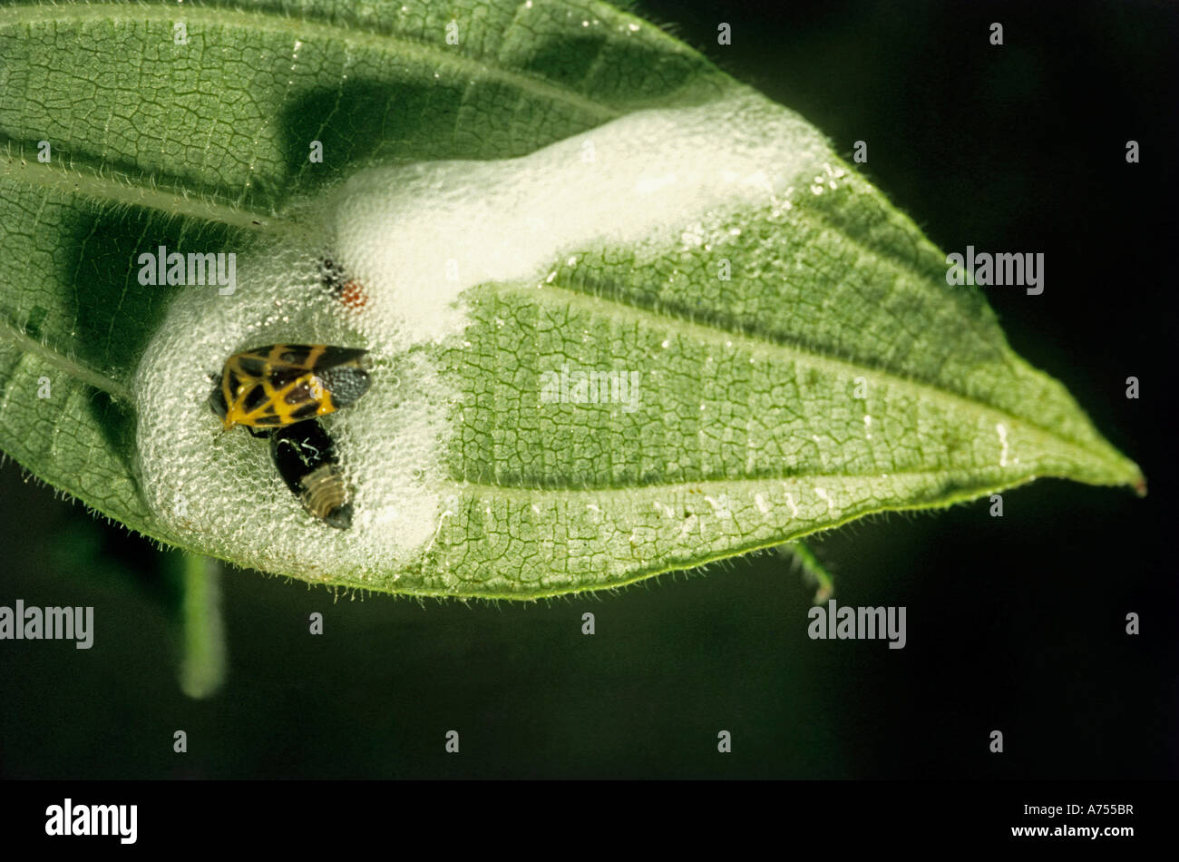 Spitbug hi-res stock photography and images - Alamy