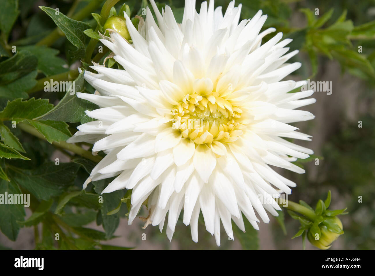 Dahlia Hamari High Resolution Stock Photography and Images - Alamy