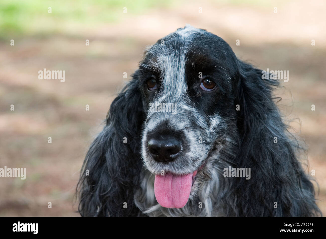 Beautiful cocker spaniel blue roano Stock Photo - Alamy