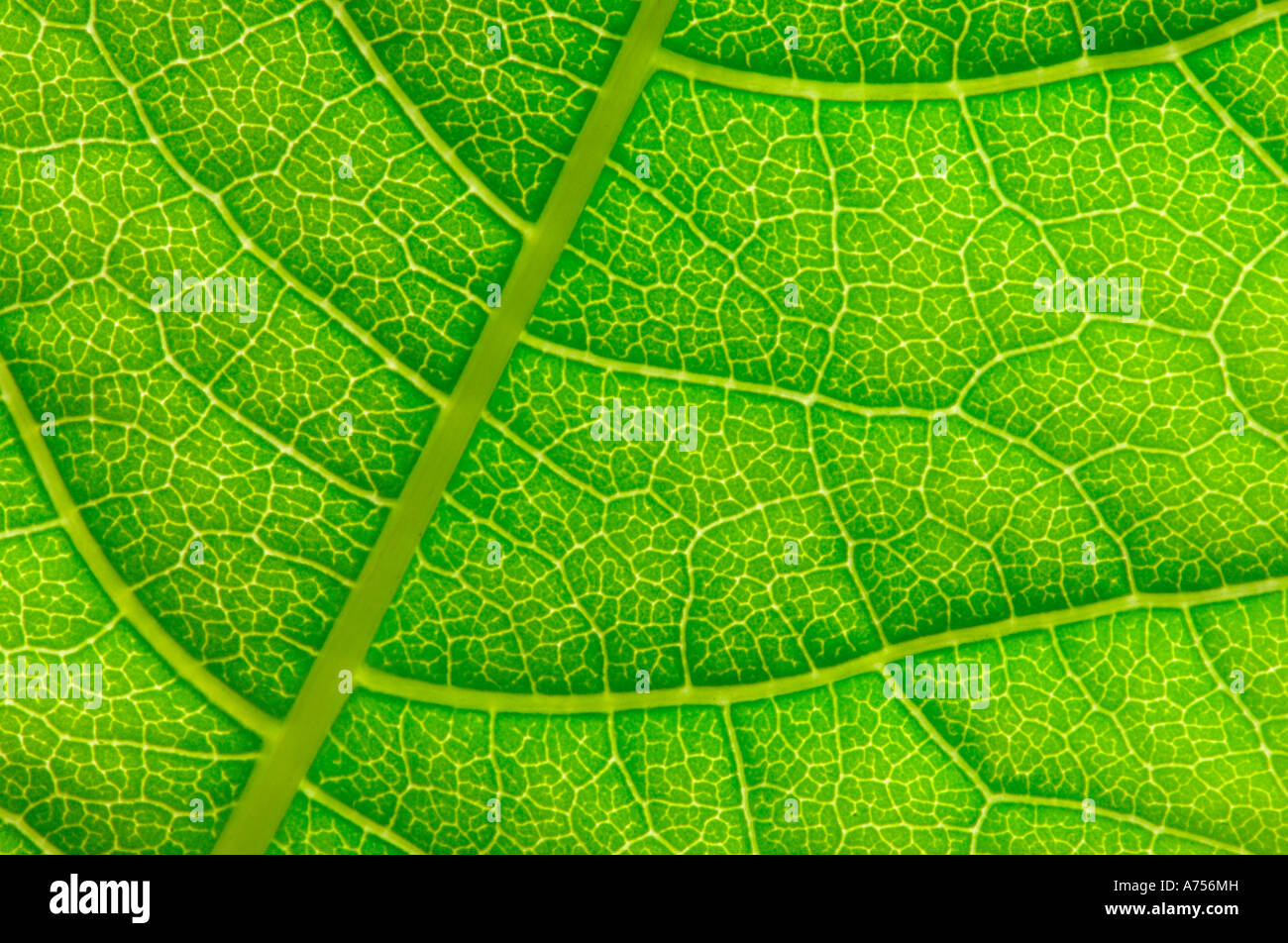 Close up Leaf detail Stock Photo - Alamy