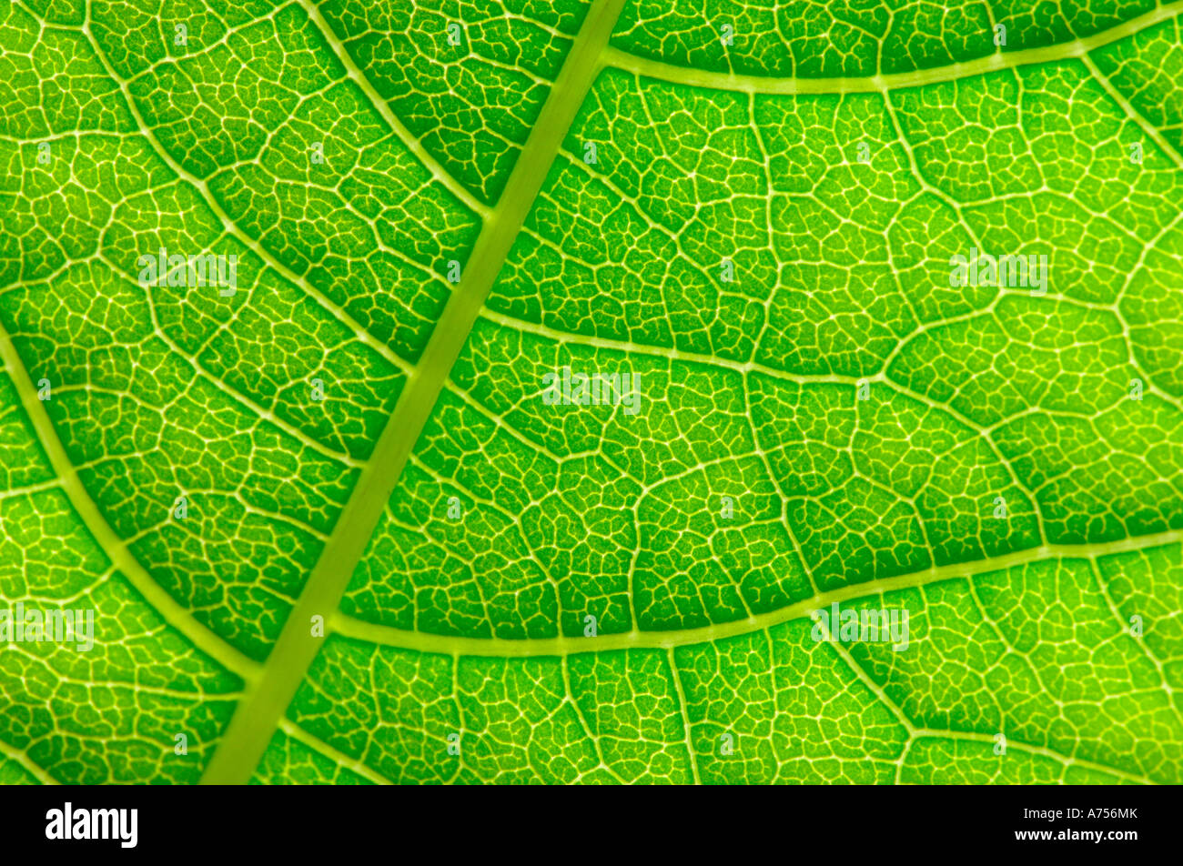 Close up Leaf detail Stock Photo - Alamy