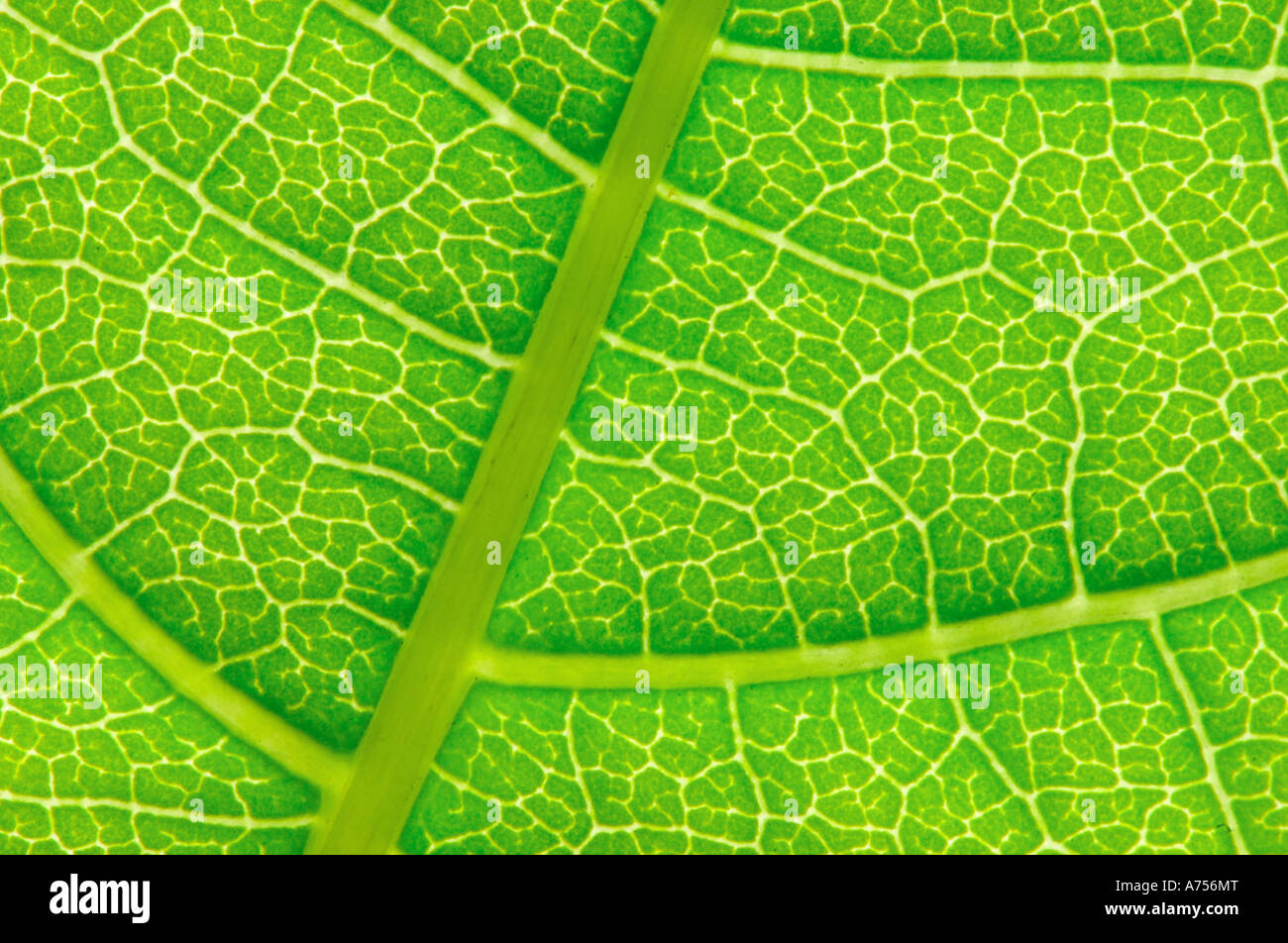 Close up Leaf detail Stock Photo - Alamy