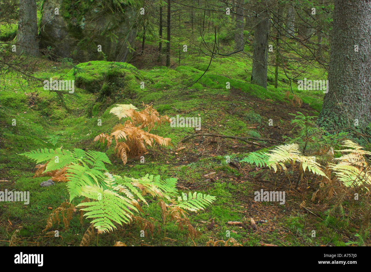 Swedish ferns hi-res stock photography and images - Alamy