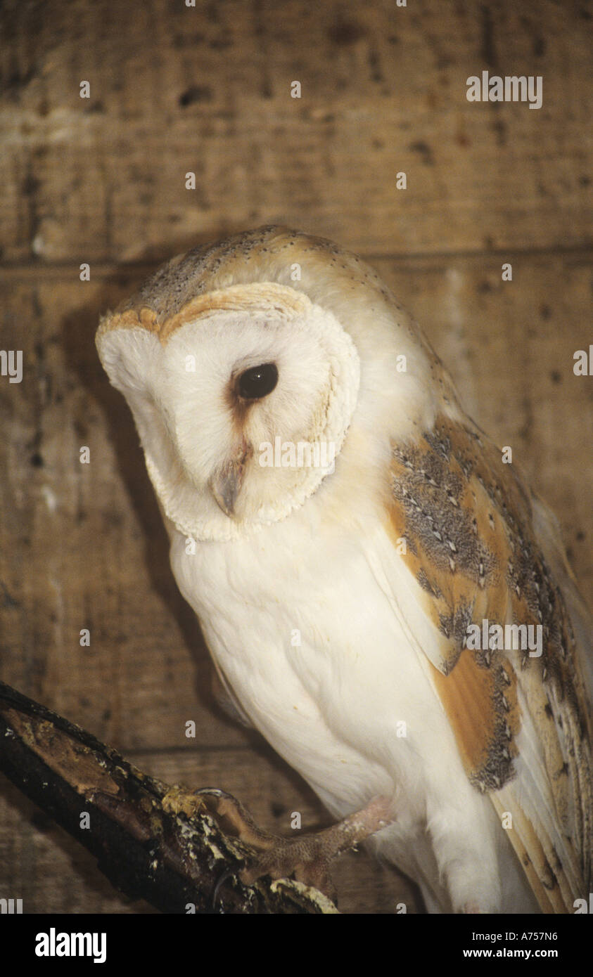 Barn Owl Portrait Stock Photo - Alamy