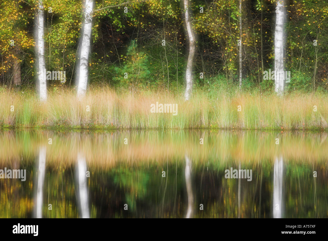 Autumnal trees inside forest hi-res stock photography and images - Alamy