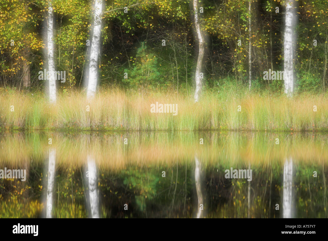 Autumnal trees inside forest hi-res stock photography and images - Alamy