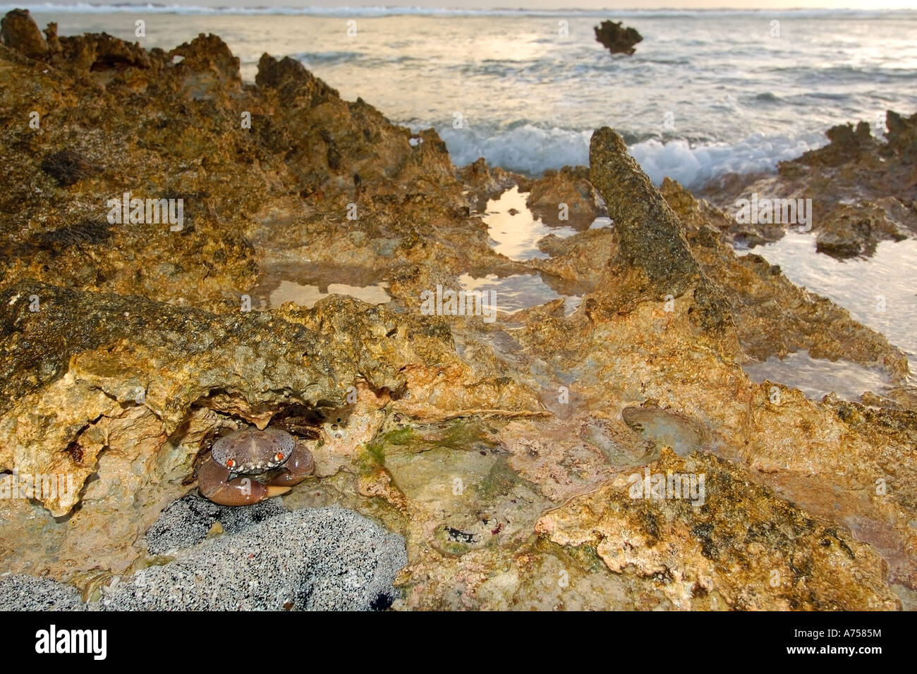 Red eyed crab Eriphia sebana in tide pool at dawn Rongelap atoll ...