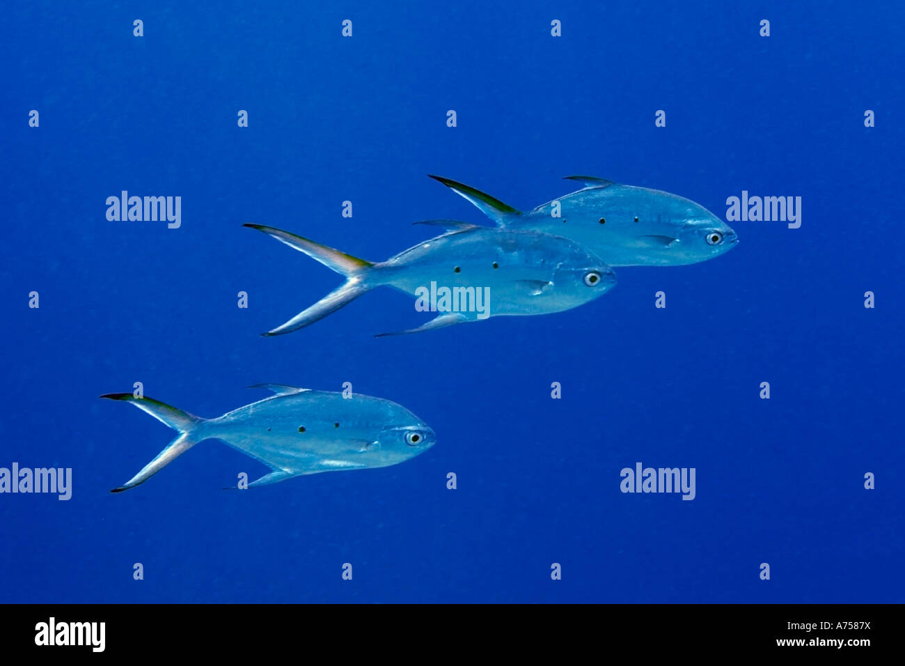 Trachinotus bailloni hi-res stock photography and images - Alamy