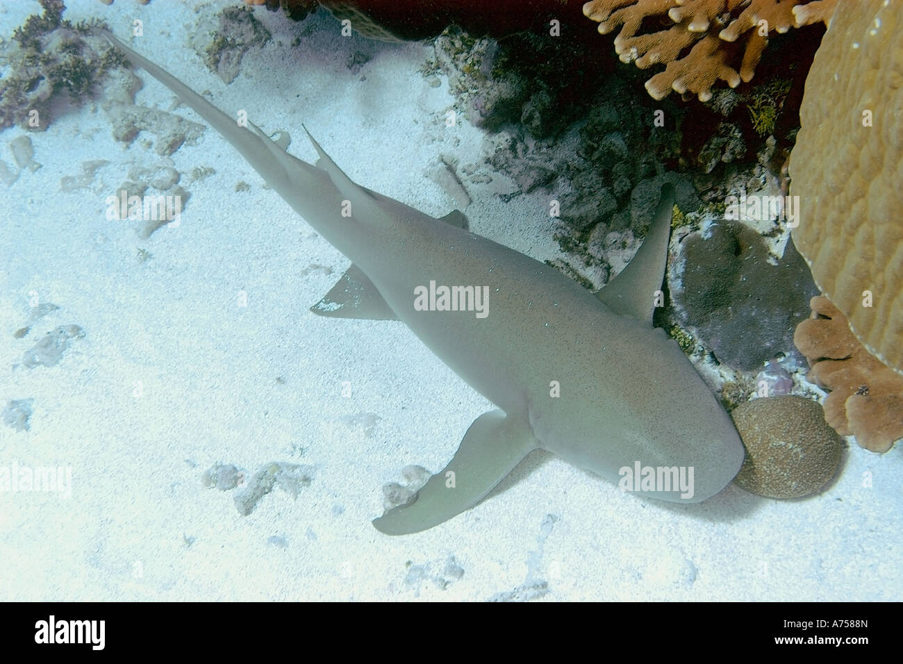 Tawny nurse shark Nebrius ferrugineus Jaboan Rongelap Atoll Marshall ...
