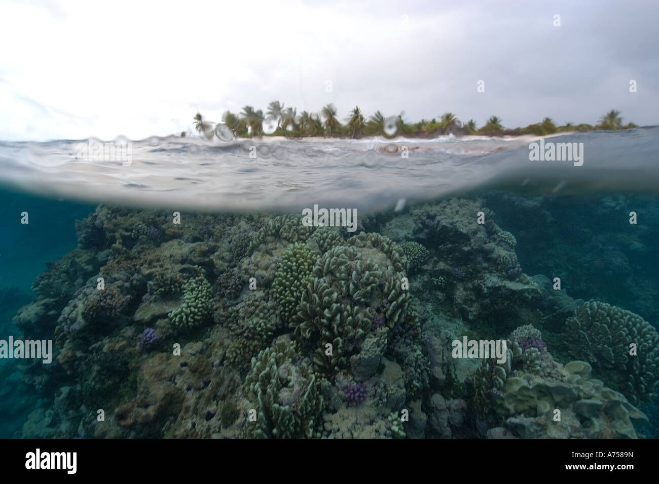 Split image of pristine coral reef and island Rongelap Atoll Marshall ...