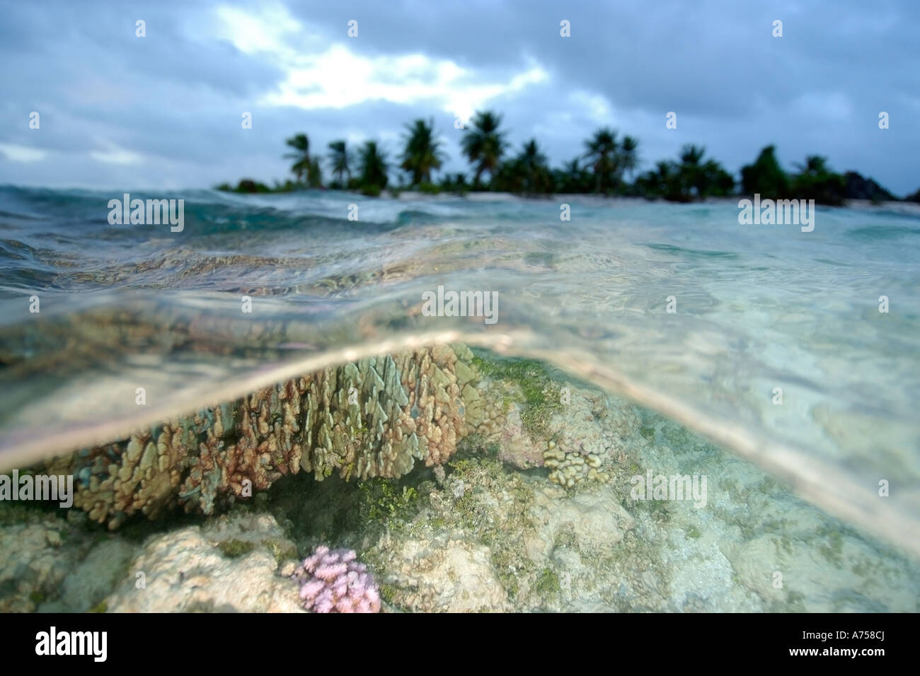 Split image of blue coral Heliopora coerulea and Jaboan Rongelap Atoll ...