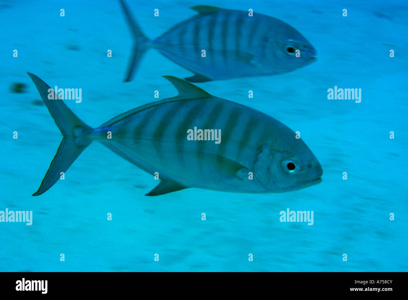 Blue trevally Carangoides ferdau Rongelap Atoll Marshall Islands ...
