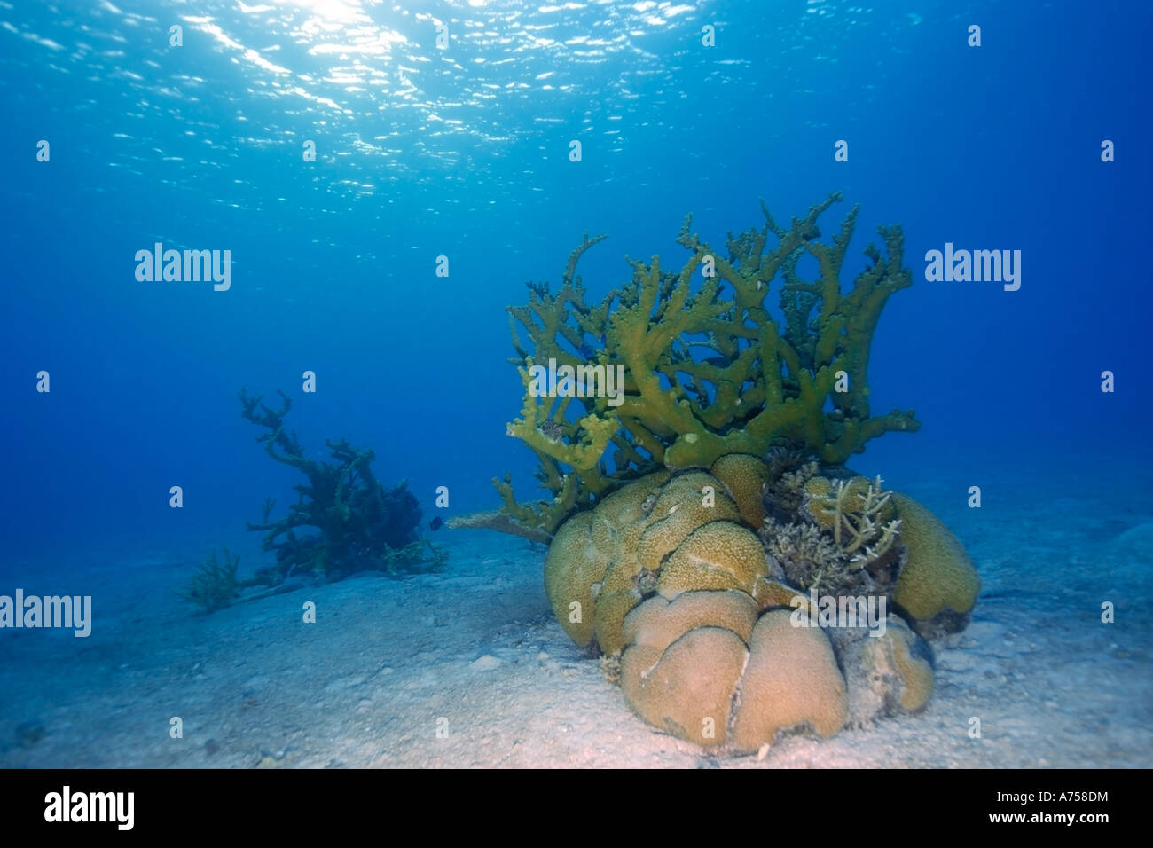 Coral bommies in sandy substrate Rongelap Atoll Marshall Islands ...
