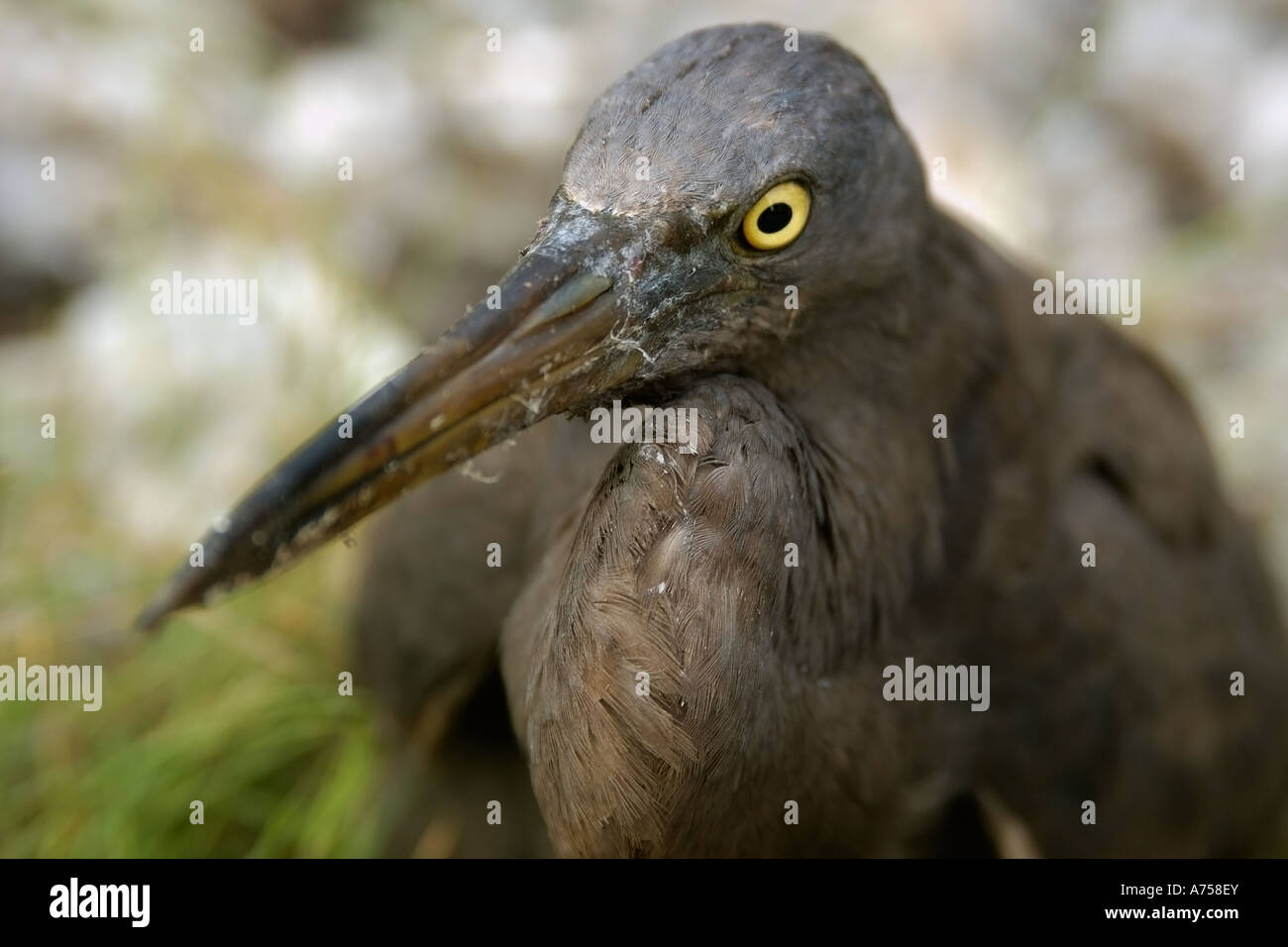 Striated Heron Butorides striata Rongelap Atoll Marshall Islands ...