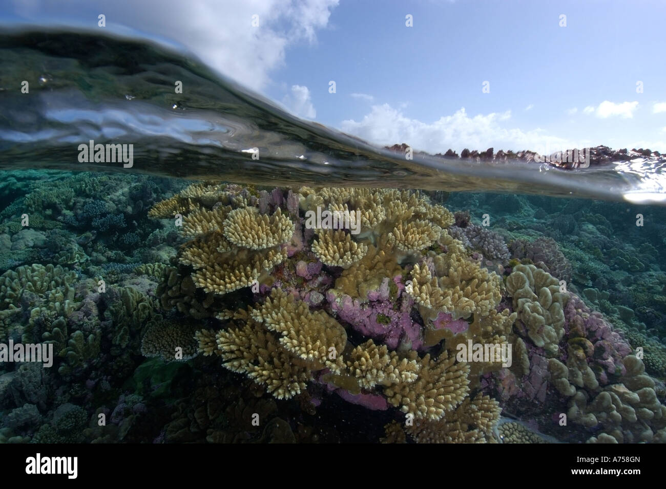 Split image of pristine coral reef and sky Rongelap Atoll Marshall ...