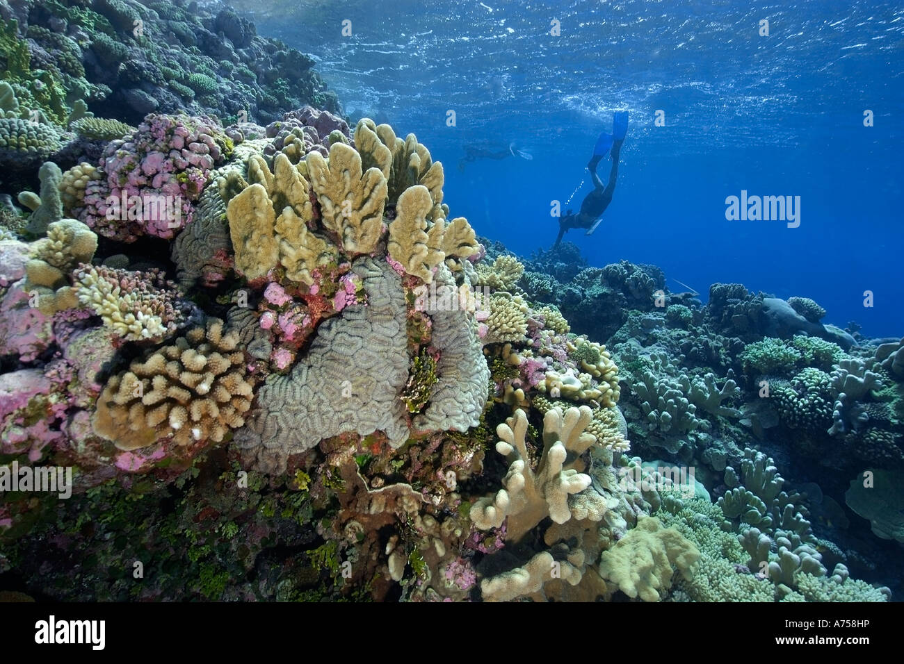Free divers explore the pristine reef Jaboan Rongelap Atoll Marshall ...