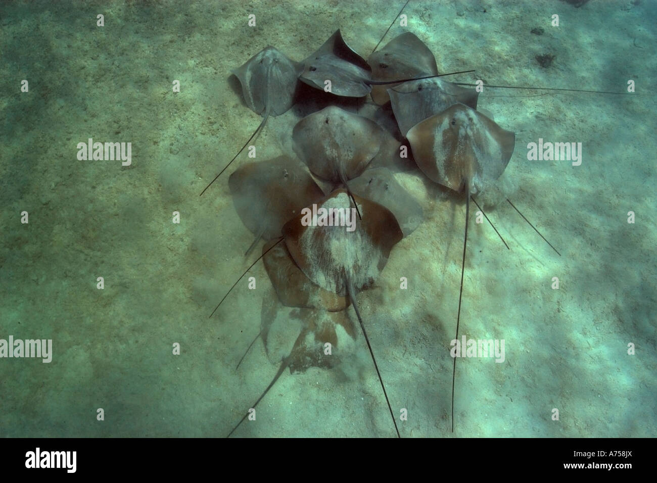 Pink whipray himantura fai hi-res stock photography and images - Alamy