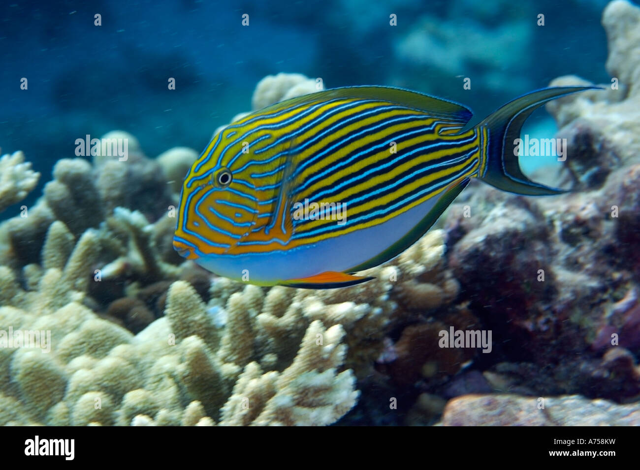 Lined surgeonfish Acanthurus lineatus Rongelap Atoll Marshall Islands ...
