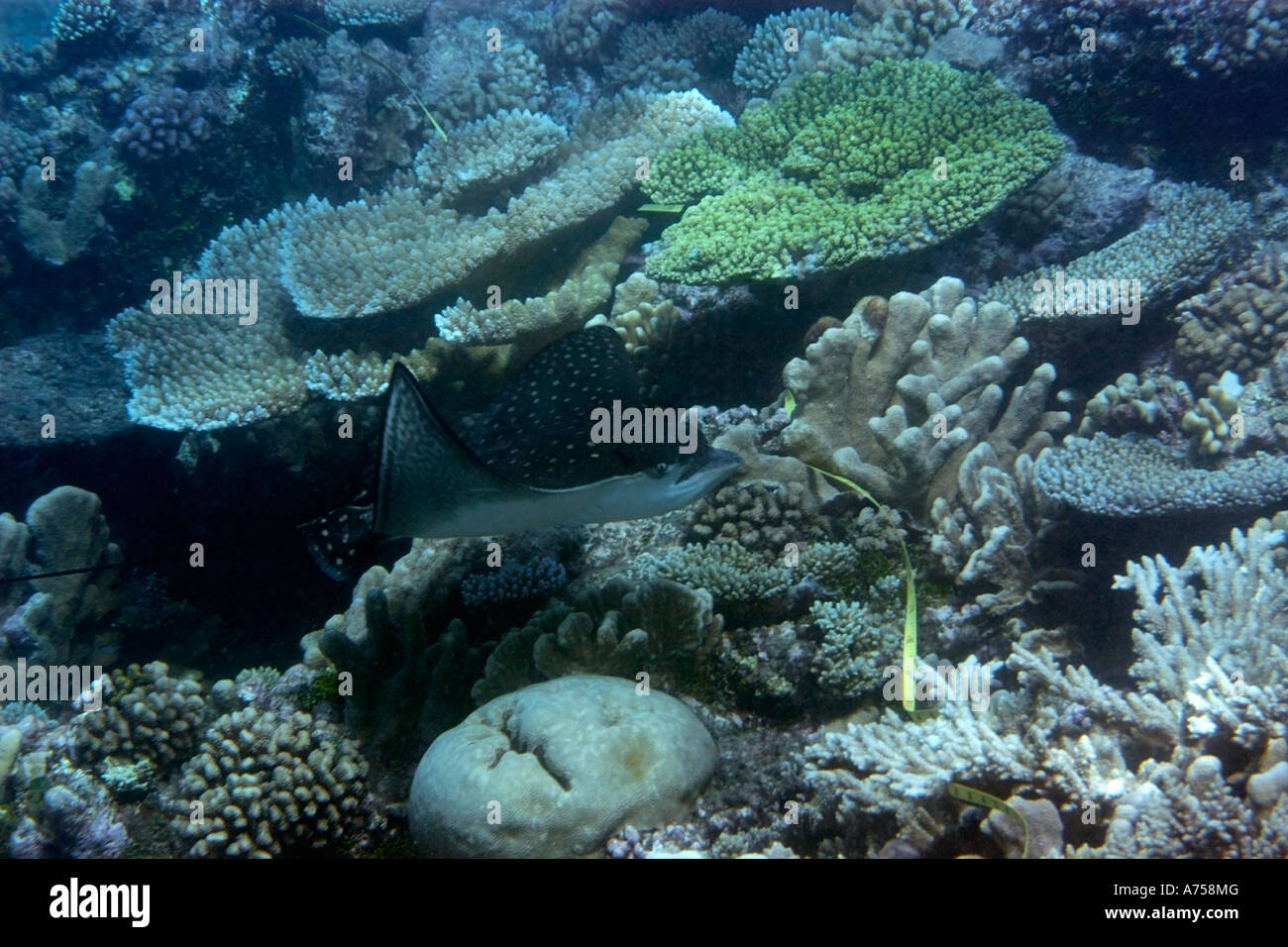 Spotted eagle ray Aetobatus narinari Rongelap Atoll Marshall Islands ...
