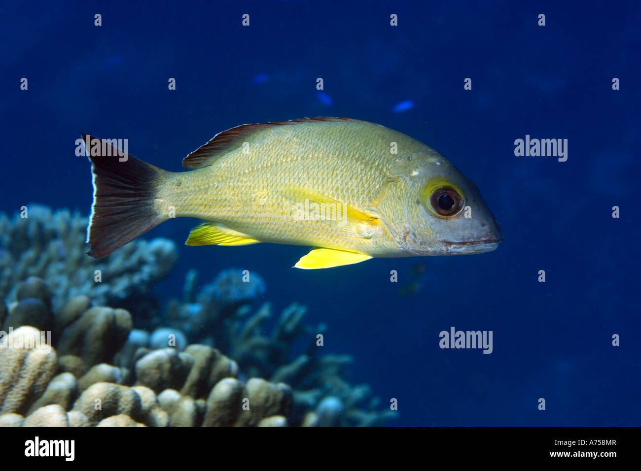 Blacktail snapper Lutjanus fulvus Rongelap Atoll Marshall Islands ...