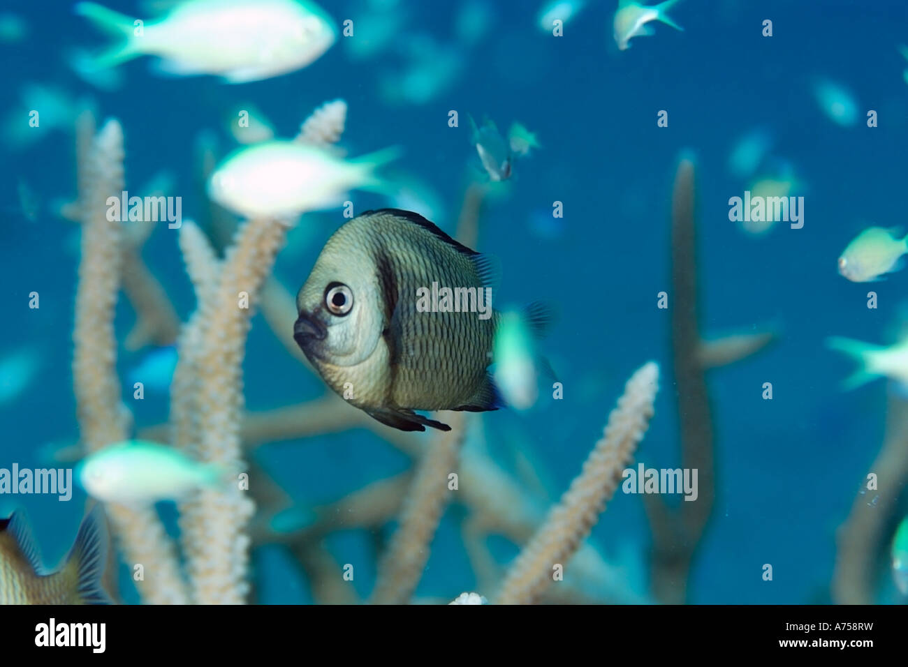 Reticulated dascyllus Dascyllus reticulatus Rongelap Atoll Marshall ...